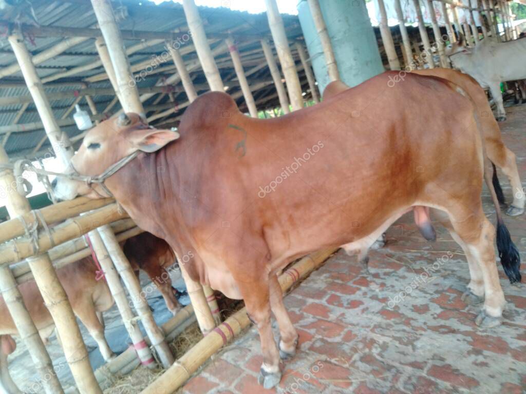 vaca más grande del mundo, vaca más grande del mundo 2022, precio de la ...