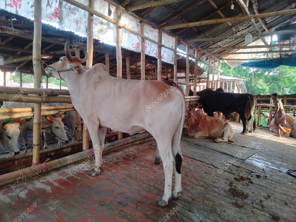 vaca más grande del mundo, vaca más grande del mundo 2022, precio de la ...