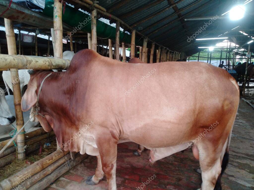 vaca más grande del mundo, vaca más grande del mundo 2022, precio de la ...