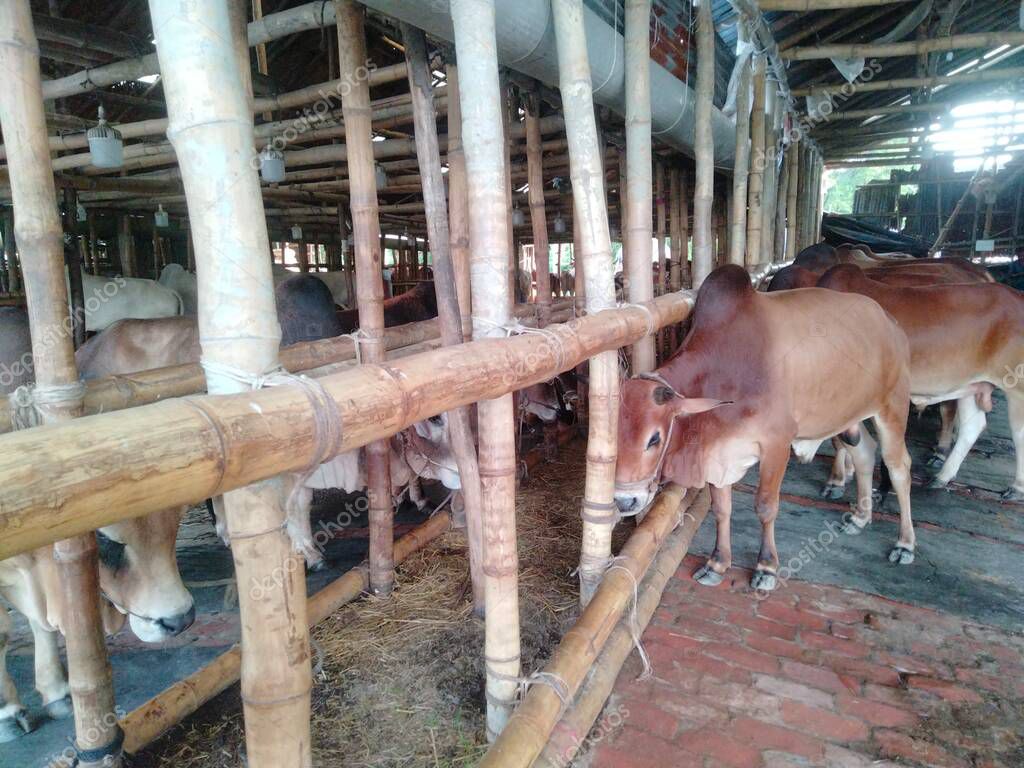 vaca más grande del mundo, vaca más grande del mundo 2022, precio de la ...