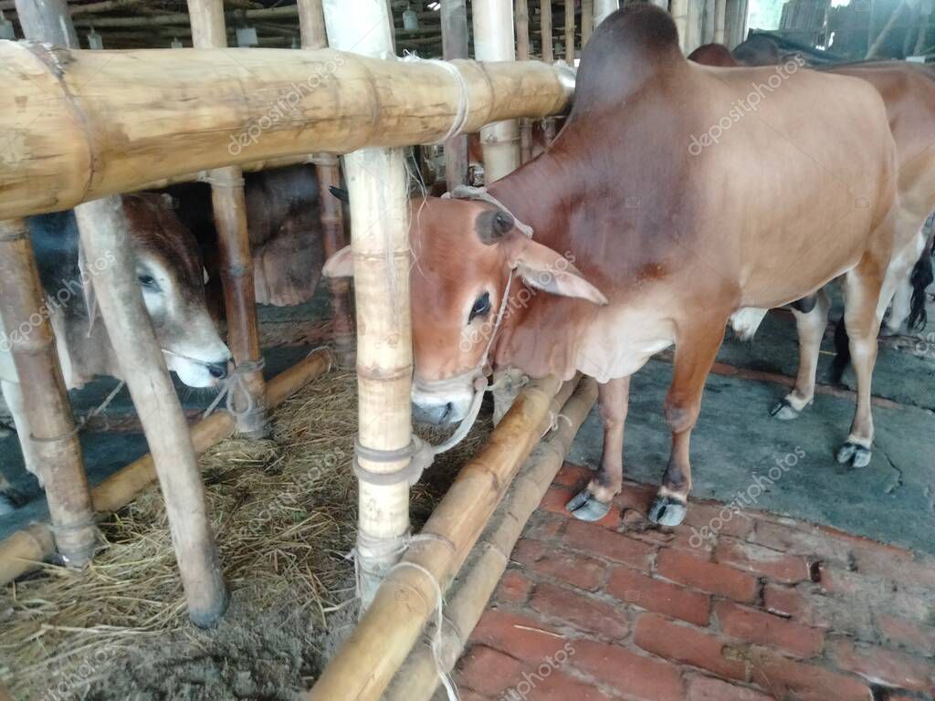 vaca más grande del mundo, vaca más grande del mundo 2022, precio de la ...