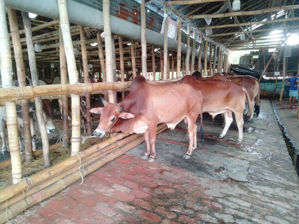 vaca más grande del mundo, vaca más grande del mundo 2022, precio de la ...