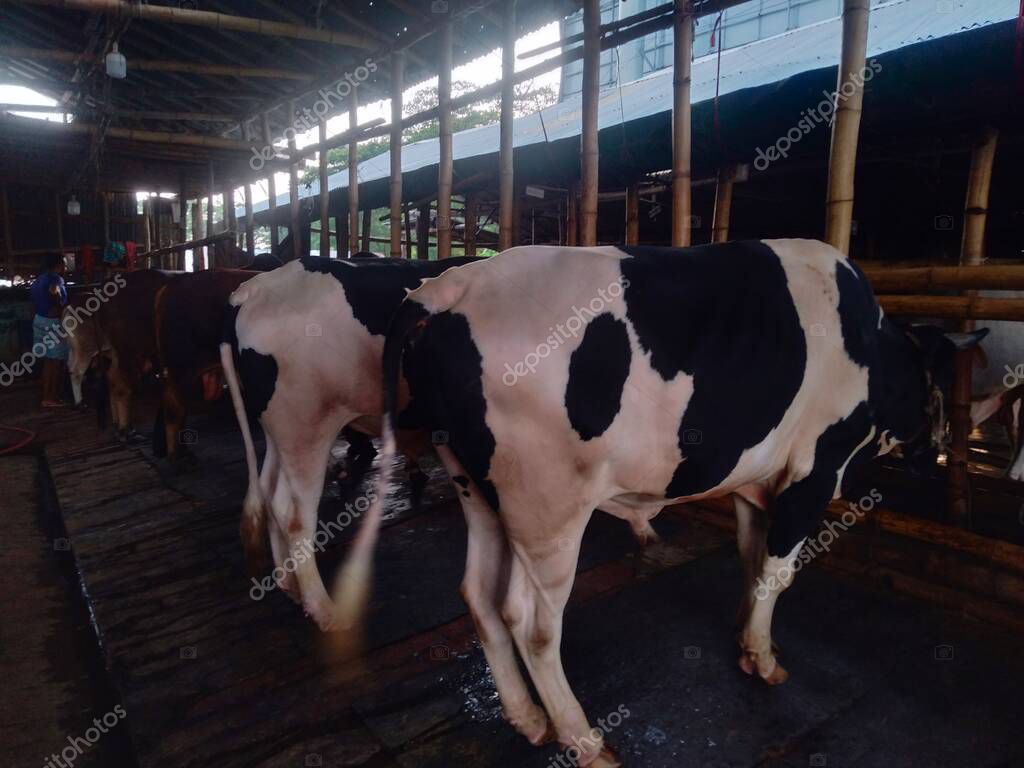 vaca más grande del mundo, vaca más grande del mundo 2022, precio de la ...