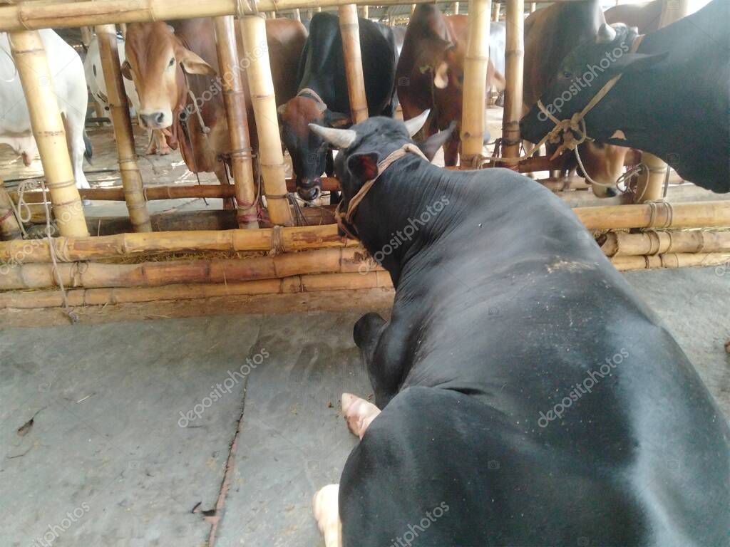 vaca más grande del mundo, vaca más grande del mundo 2022, precio de la ...