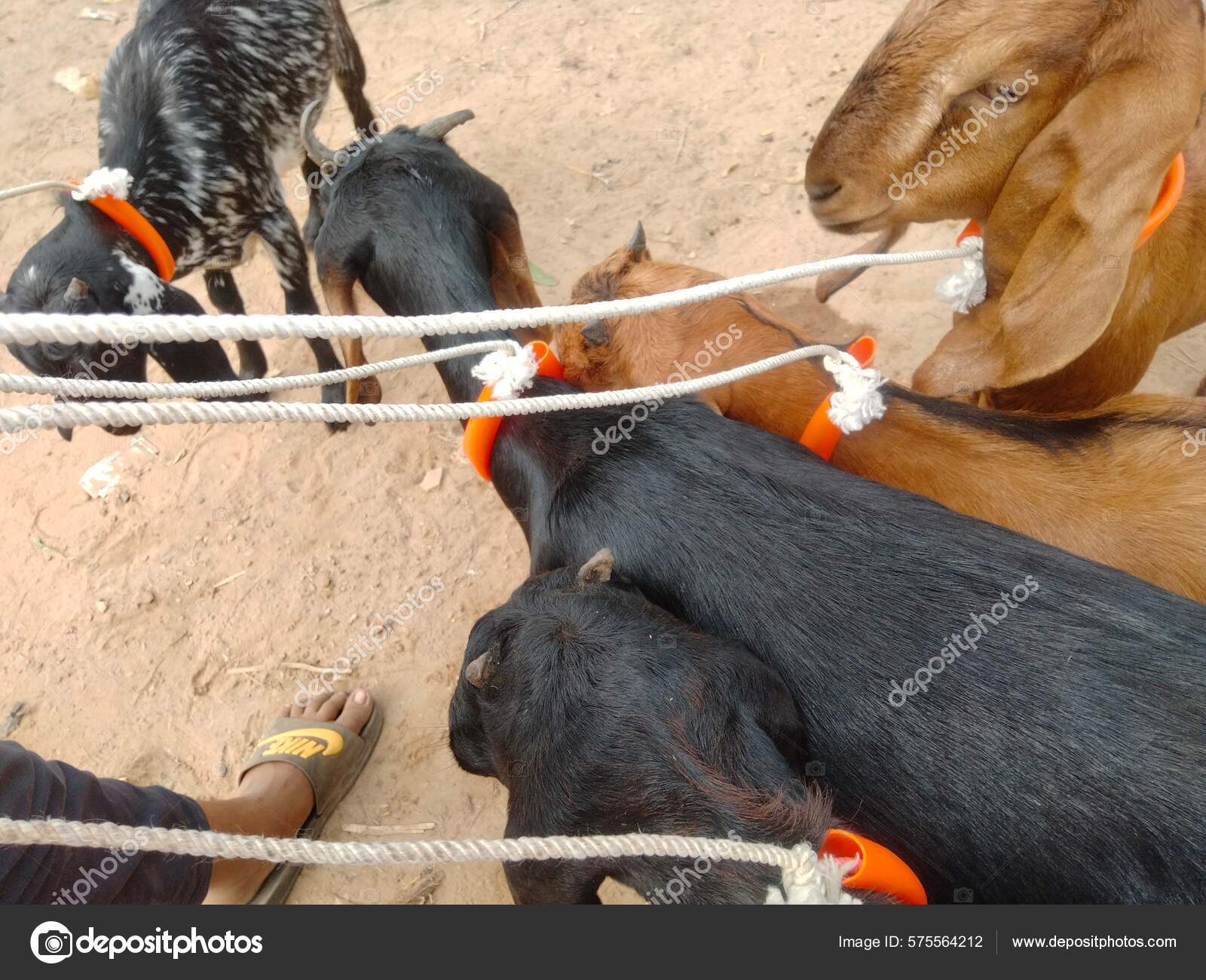 Goat Market Prices 2022 Sheep Goat Market Goat Market — Stock Photo ...