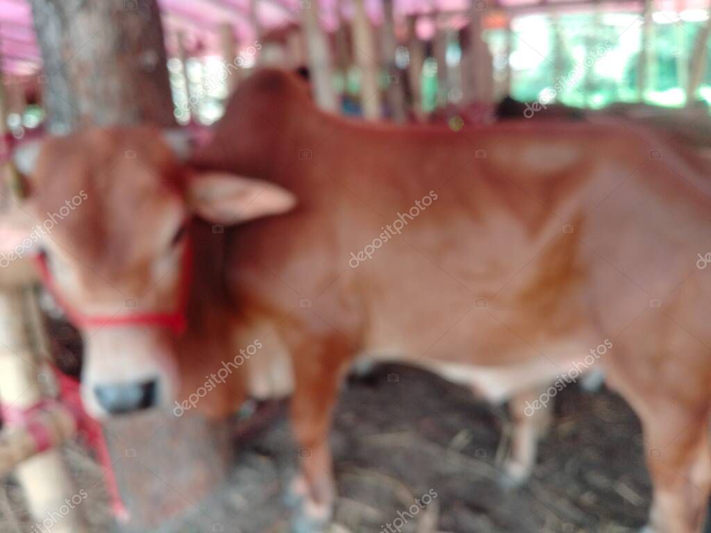 mercado de vacas cerca de mí, vaca más grande del mundo 2022, grandes ...