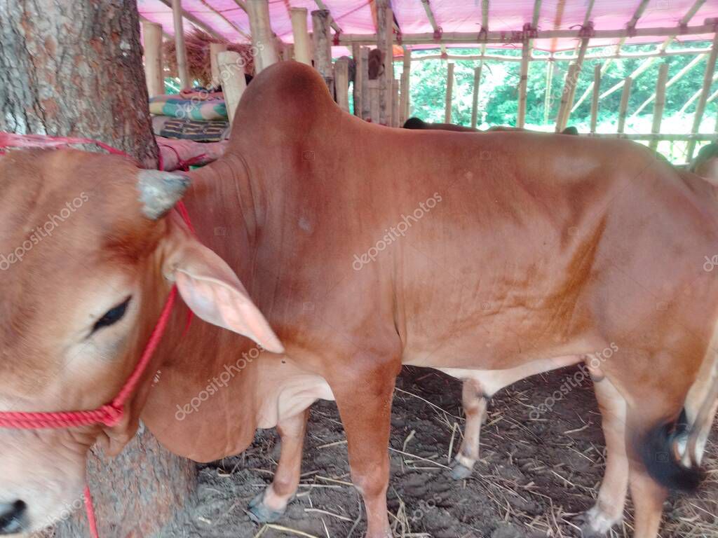 mercado de vacas cerca de mí, vaca más grande del mundo 2022, grandes ...