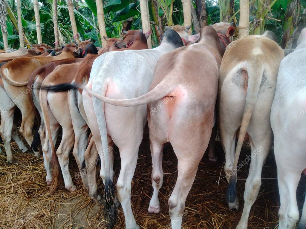 mercado de vacas cerca de mí, vaca más grande del mundo 2022, grandes ...