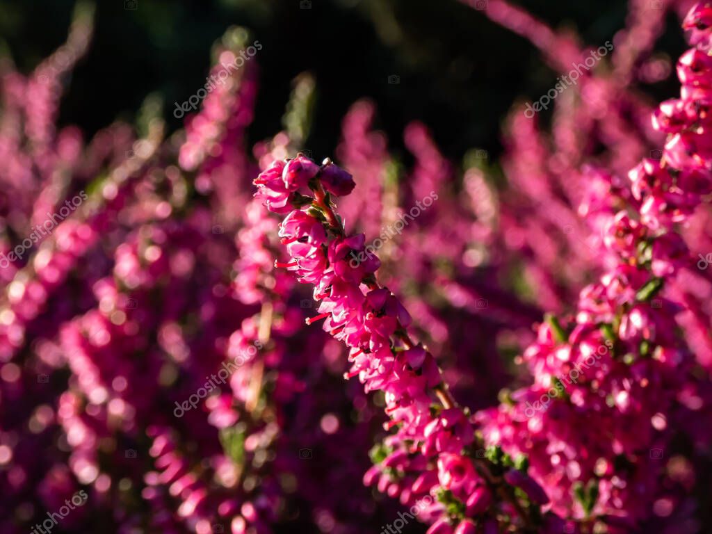 Macro de hermoso color rojizo - flores p rpuras de Calluna vulgaris ...