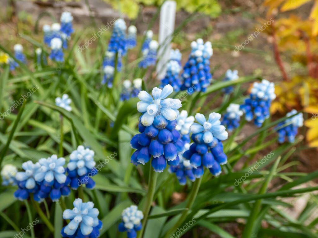 Primer plano de jacinto bicolor de uva Muscari aucheri 'Mount Hood ...