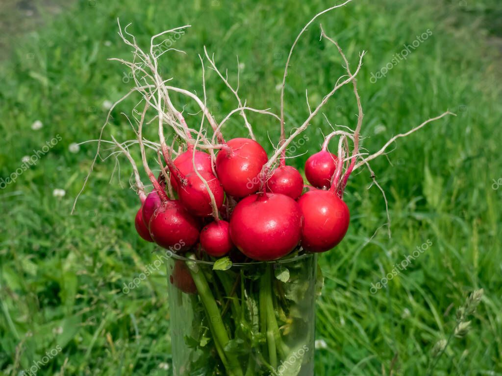 Primer plano de la planta grande, madura, de rábano rojo-rosa (Raphanus ...