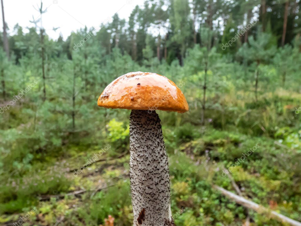 Hermoso hongo comestible con gorra de naranja y tallo blanco con ...