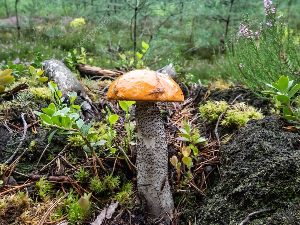 Hermoso hongo comestible con gorra de naranja y tallo blanco con ...