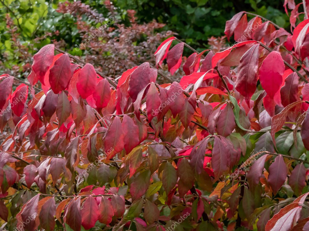 Hermosas, coloridas hojas de color rosa y rojo de la planta ornamental ...