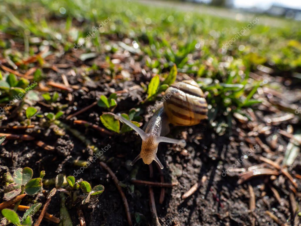 Macro disparo de caracol rayado - El caracol de labio blanco o caracol ...