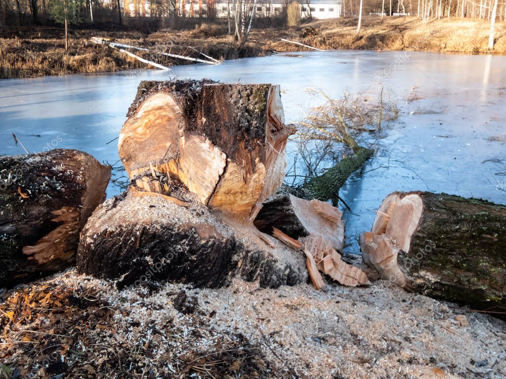 Árbol grande y en crecimiento con impresionantes daños en el castor y ...