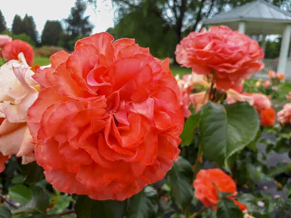 Jardim de teste de rosa internacional Stock Photos, Royalty Free Jardim ...