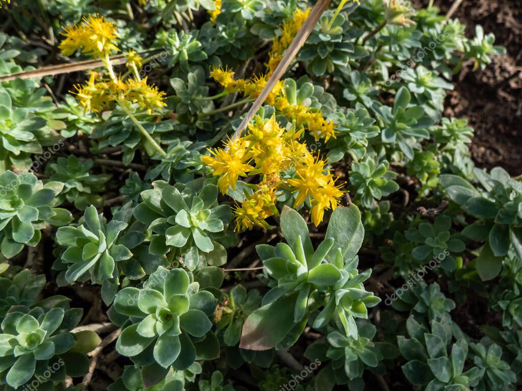 Una suculenta extensión (Sedum compressum) con múltiples tallos ...
