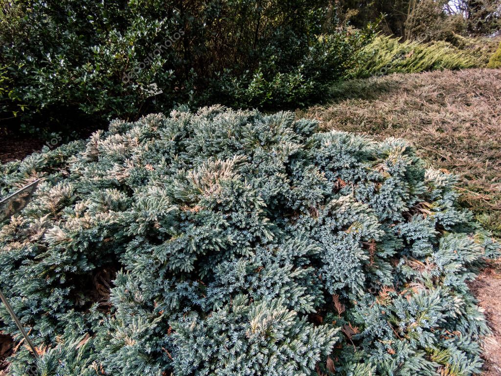 Arbusto siempreverde enano - Enebro escamoso o enebro de una sola semilla (juniperus squamata ...