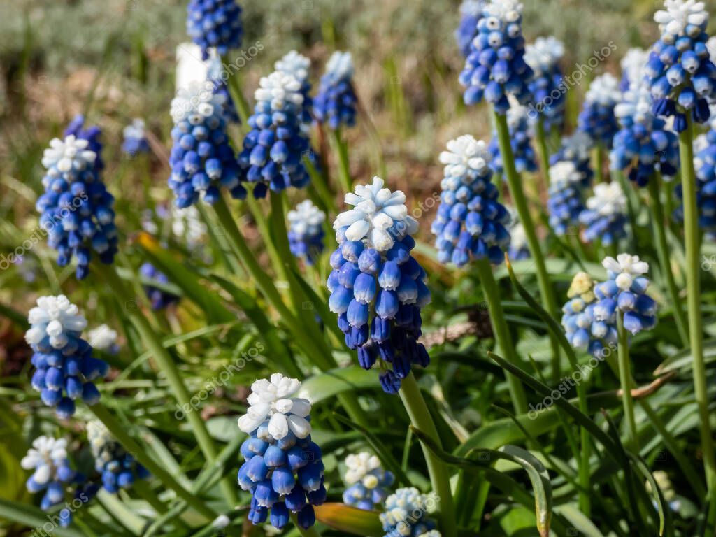 Primer plano de jacinto bicolor de uva Muscari aucheri 'Mount Hood ...