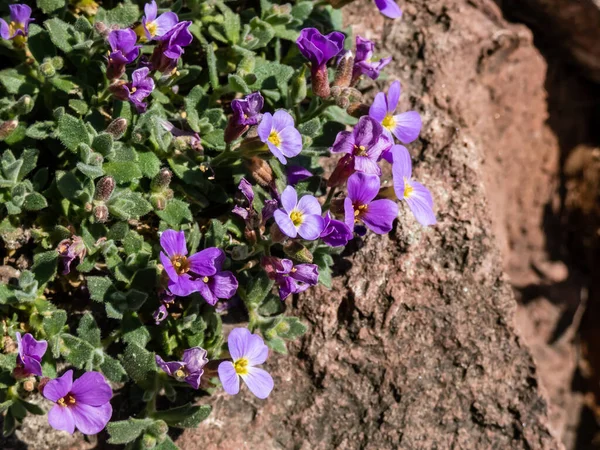 Viola douglasii fotos de stock, imágenes de Viola douglasii sin ...