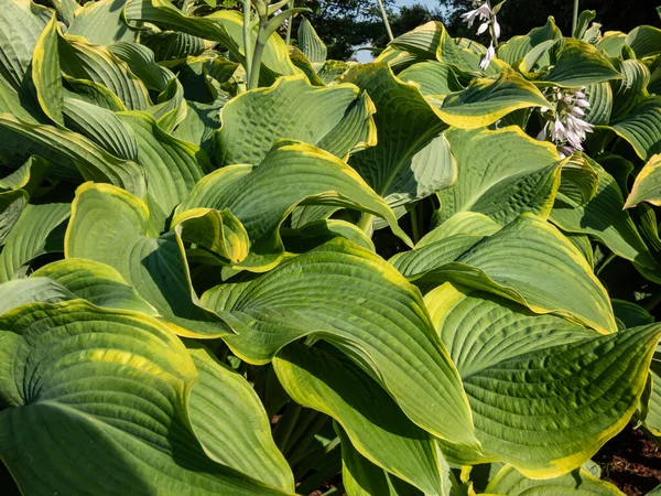 Hosta 'Abba dabba do' with dark green, long, lance-shaped and slightly ...