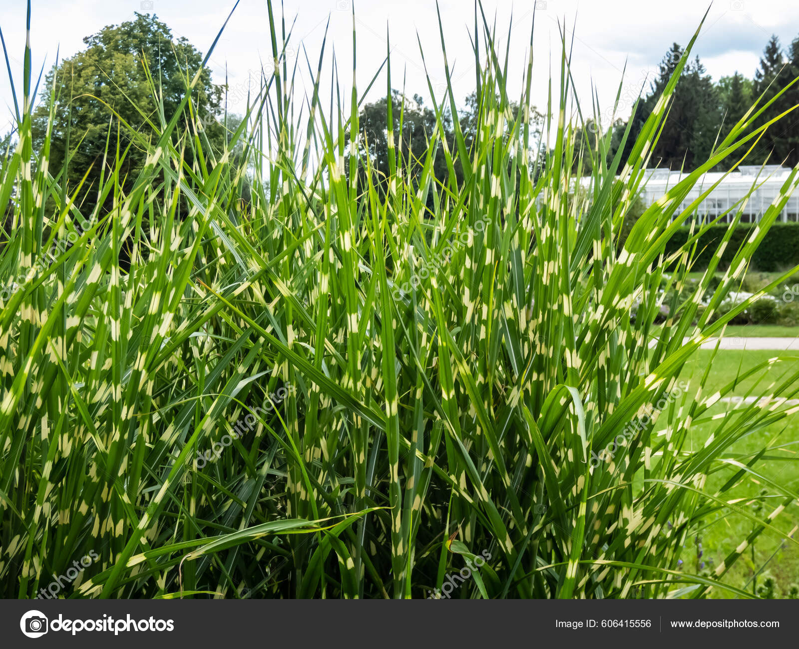 Miscanthus Strictus