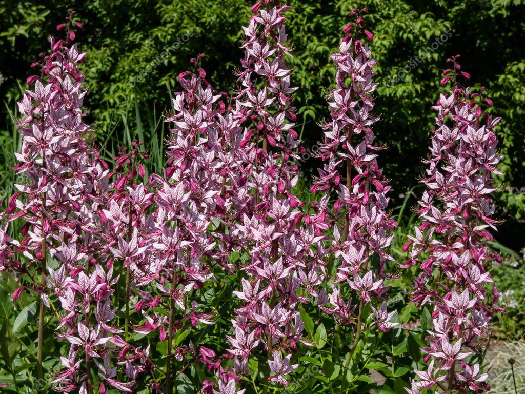 The Burning bush, dittany, gas plant or fraxinella (Dictamnus albus ...
