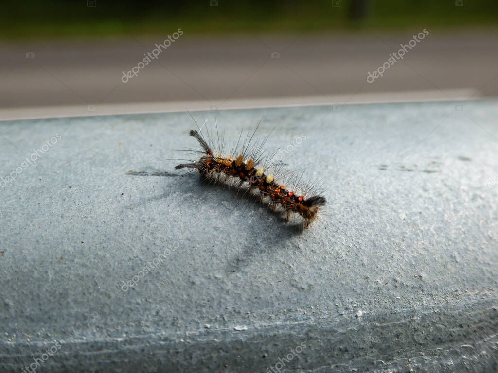 Caterpillar of the rusty tussock moth or vapourer (Orgyia antiqua ...