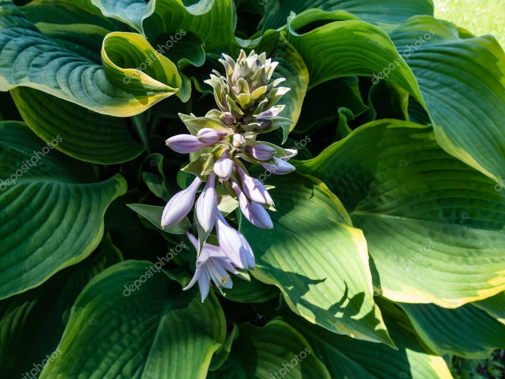 Hosta 'Abba dabba do' con hojas de color verde oscuro, largas, en forma ...