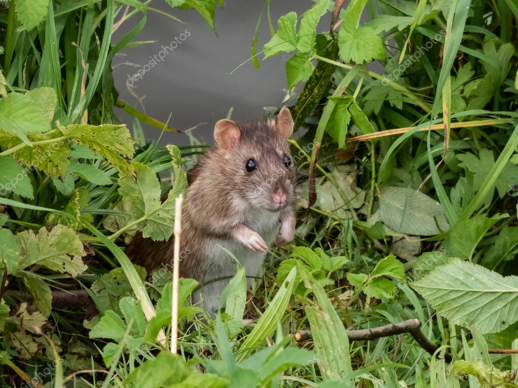 Primer plano de la rata común (Rattus norvegicus) con pelaje gris ...