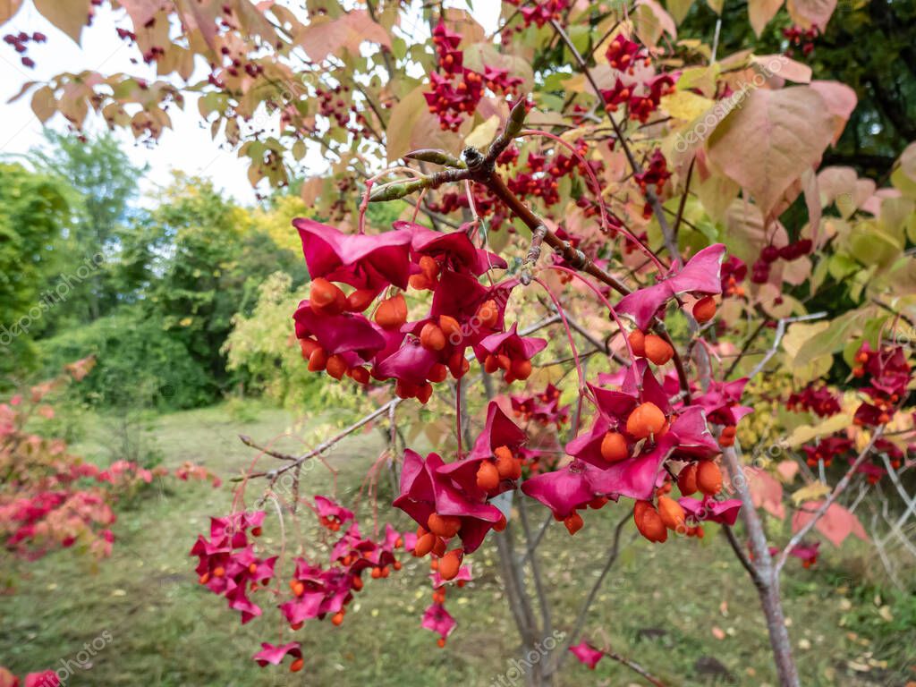 Husillo de alas grandes (euonymus macropterus) con hojas coloridas y ...