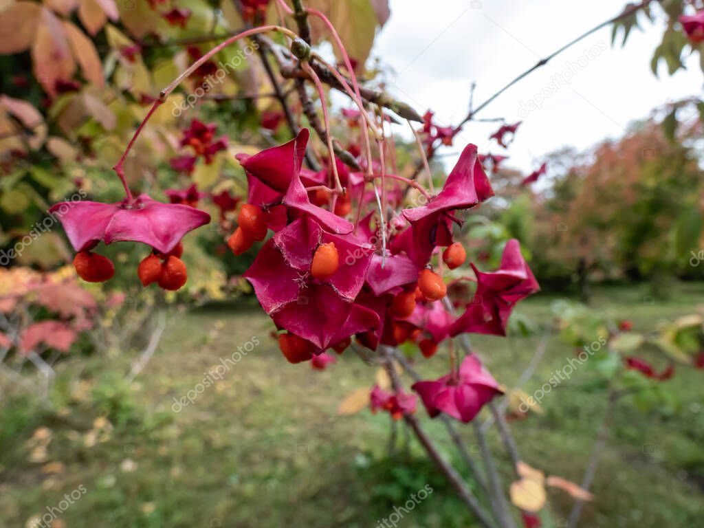 Husillo de alas grandes (euonymus macropterus) con hojas coloridas y ...