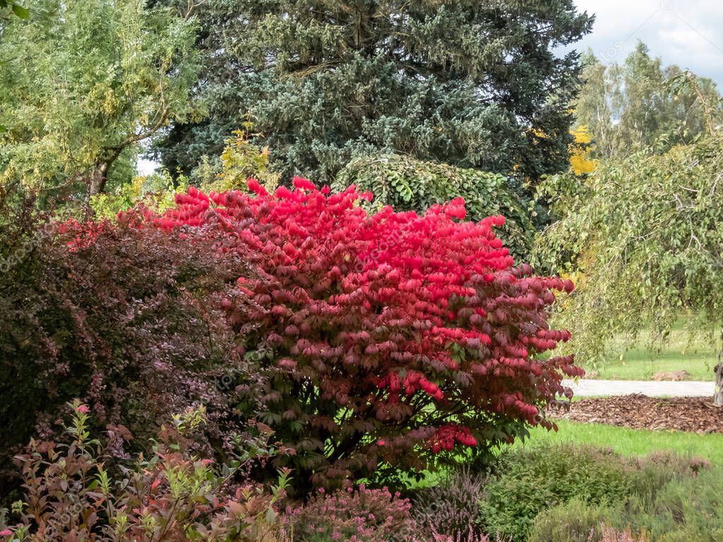 Hermosas, coloridas hojas de color rosa y rojo de la planta ornamental ...