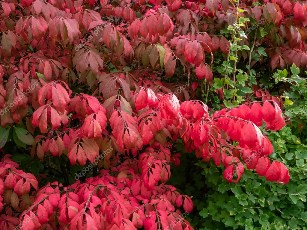 Hermosas, coloridas hojas de color rosa y rojo de la planta ornamental ...