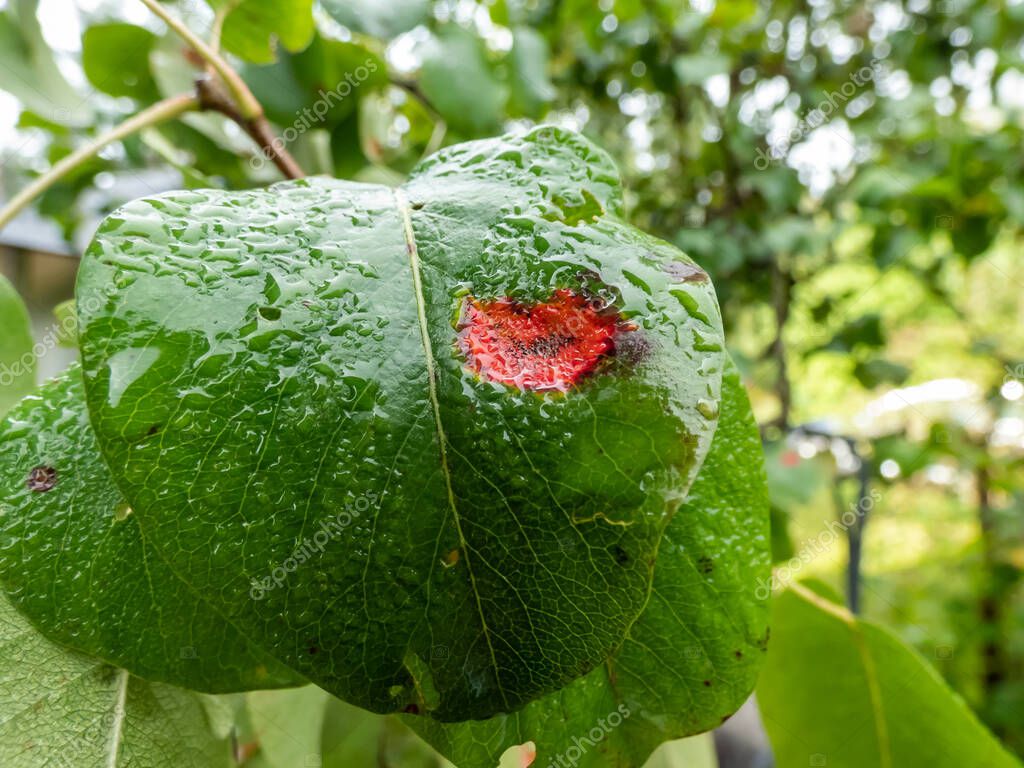 La roya de pera es una enfermedad causada por el hongo de roya ...