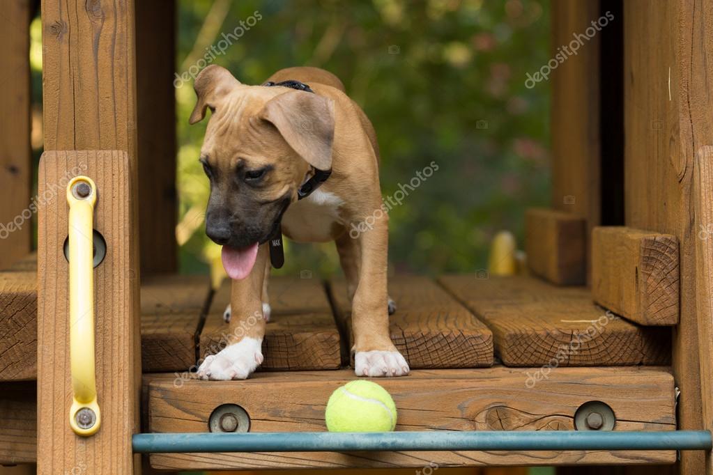 Pitbull Puppy and Ball Stock Photo by ©jsakhtar 40112389