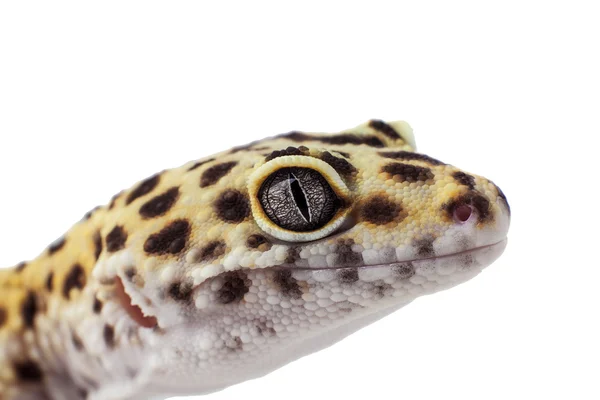 Hypomelanistic Leopard gecko, Eublepharis macularius, in front of white ...