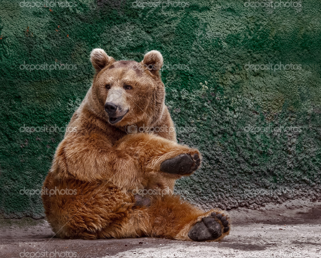 Oso marrón: fotografía de stock © Baranov_Evgenii #49016965 | Depositphotos