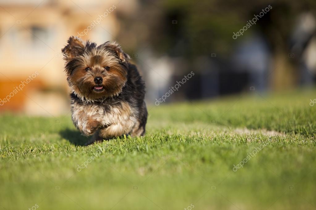 Puppy running — Stock Photo © phase4studios #42875391