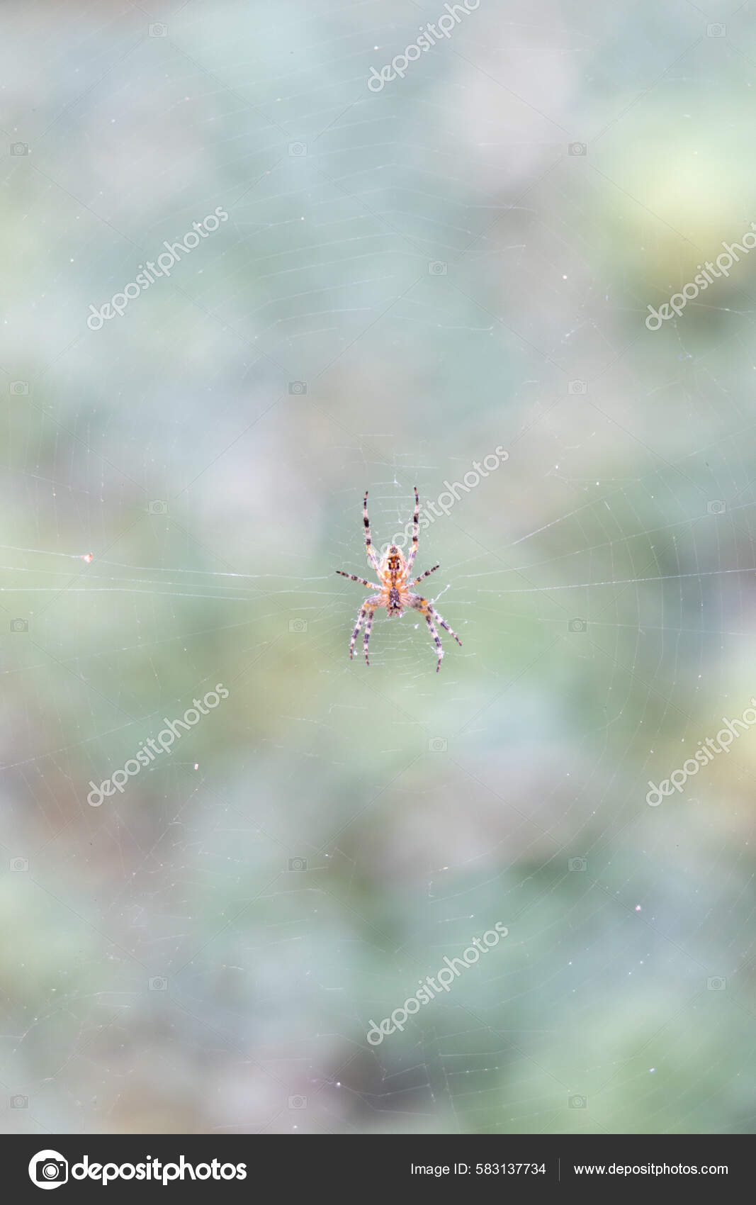 Big Cross Spider — Stock Photo © DEWI-Stockphotos #583137734