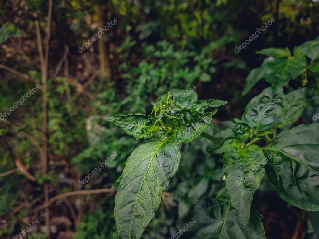Hymenopus coronatus es una mantis de los bosques tropicales del sudeste ...
