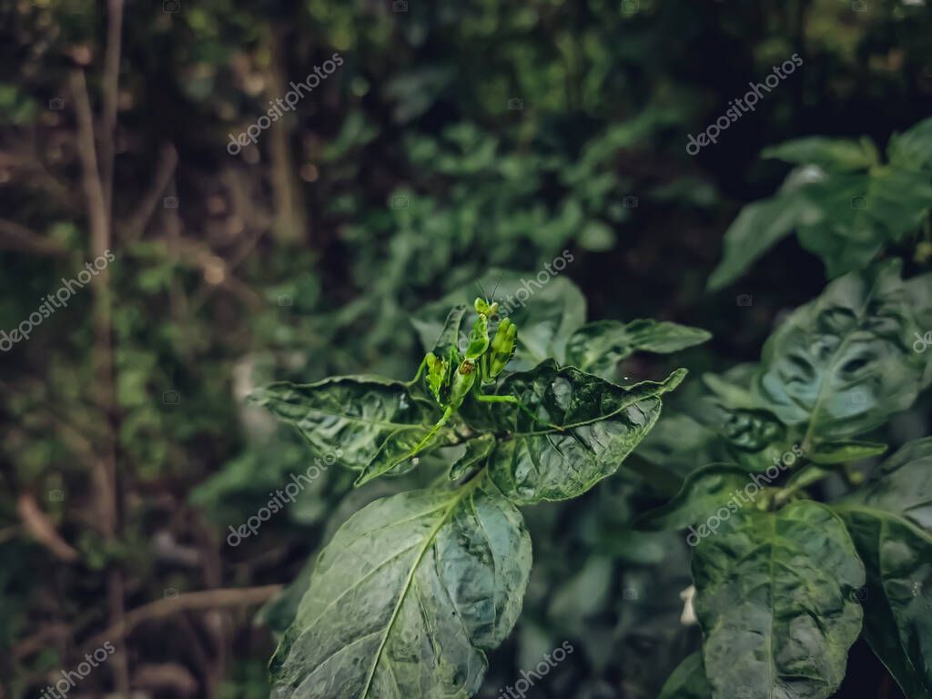 Hymenopus coronatus es una mantis de los bosques tropicales del sudeste ...