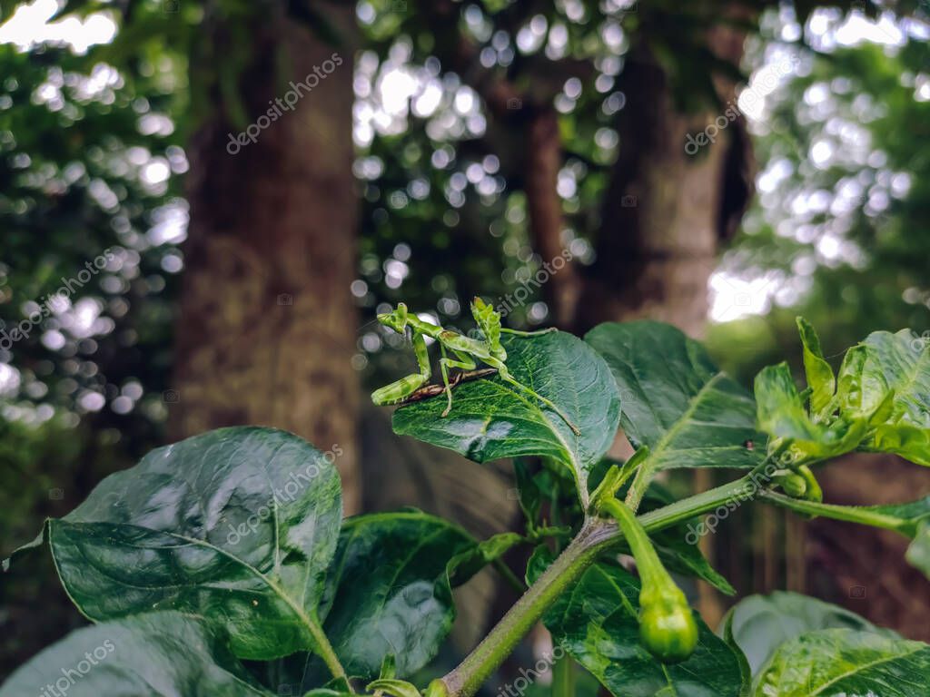 Hymenopus coronatus es una mantis de los bosques tropicales del sudeste ...