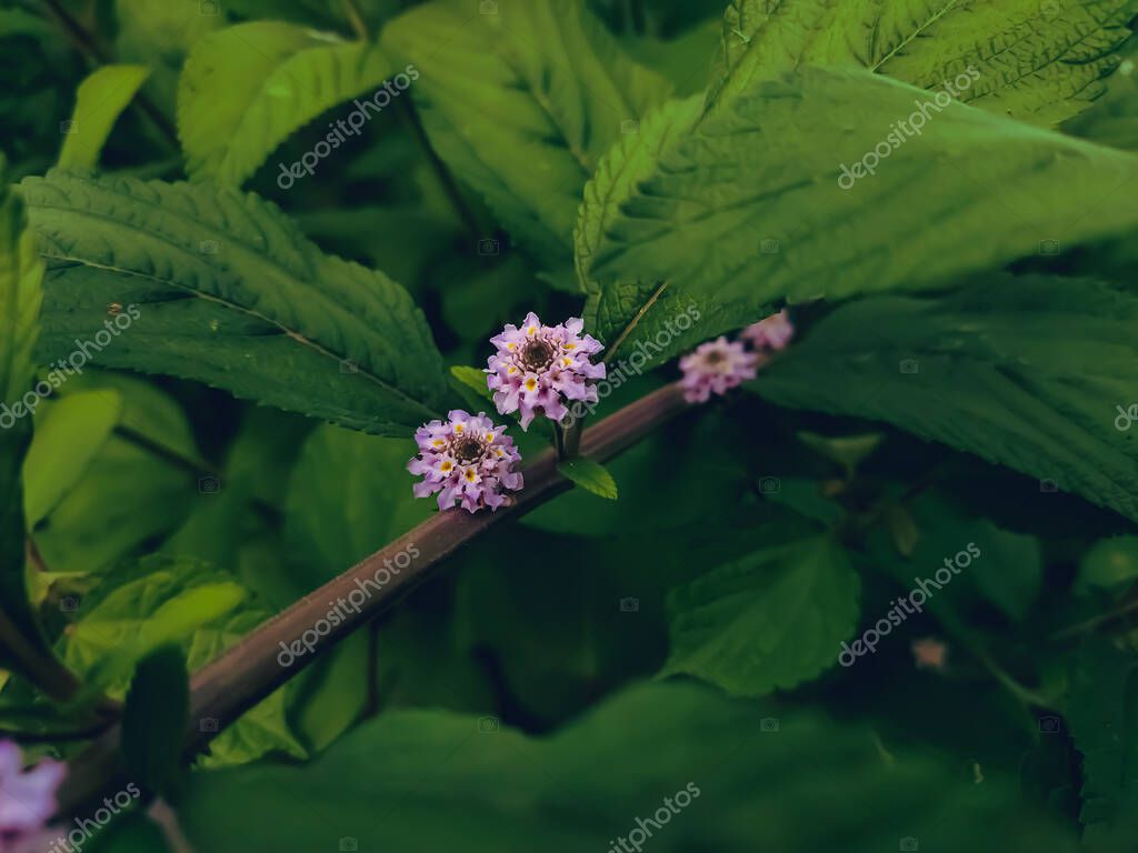 Lippia alba es una especie de planta fanerógama perteneciente a la ...