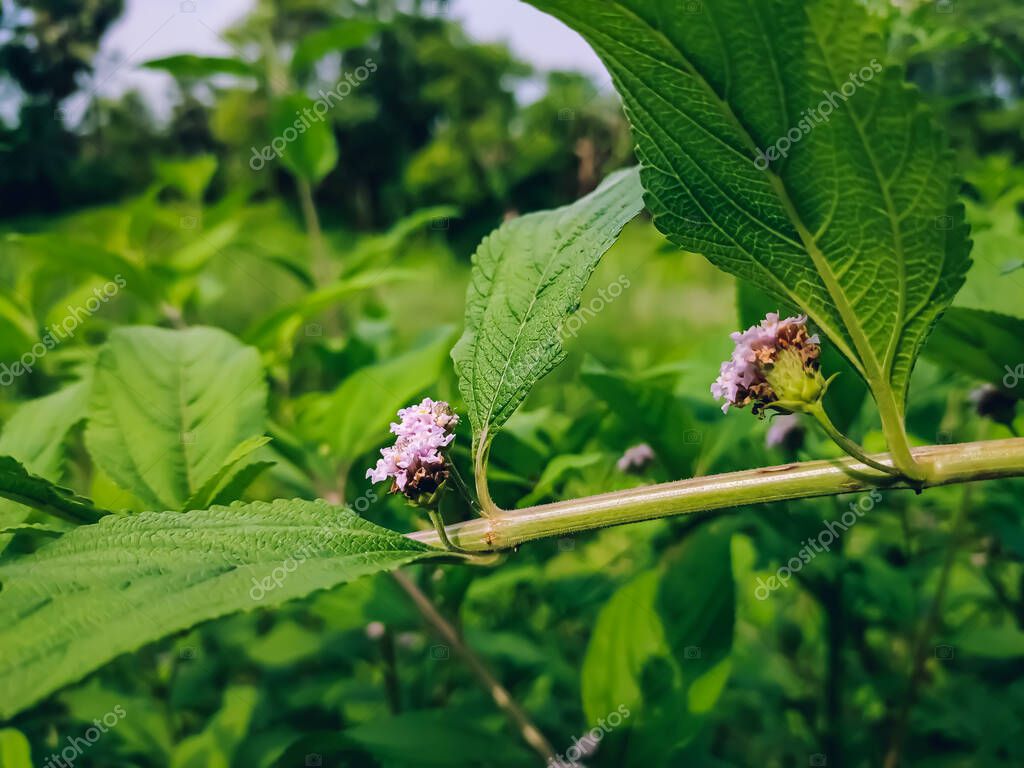 Lippia alba es una especie de planta fanerógama perteneciente a la ...