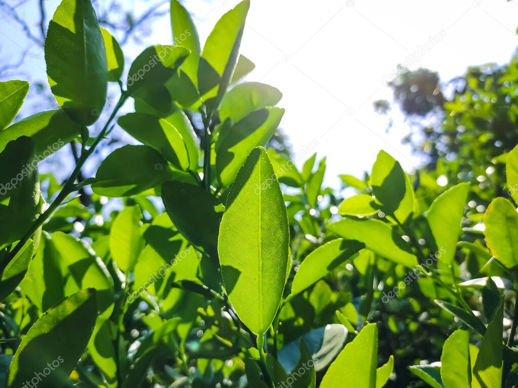 El limón (Citrus limon) es una especie de árbol siempreverde de la ...
