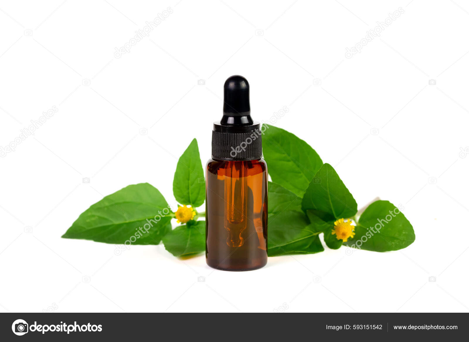 Bottle Acmella Oleracea Paracress Toothache Plant Extract Isolated ...