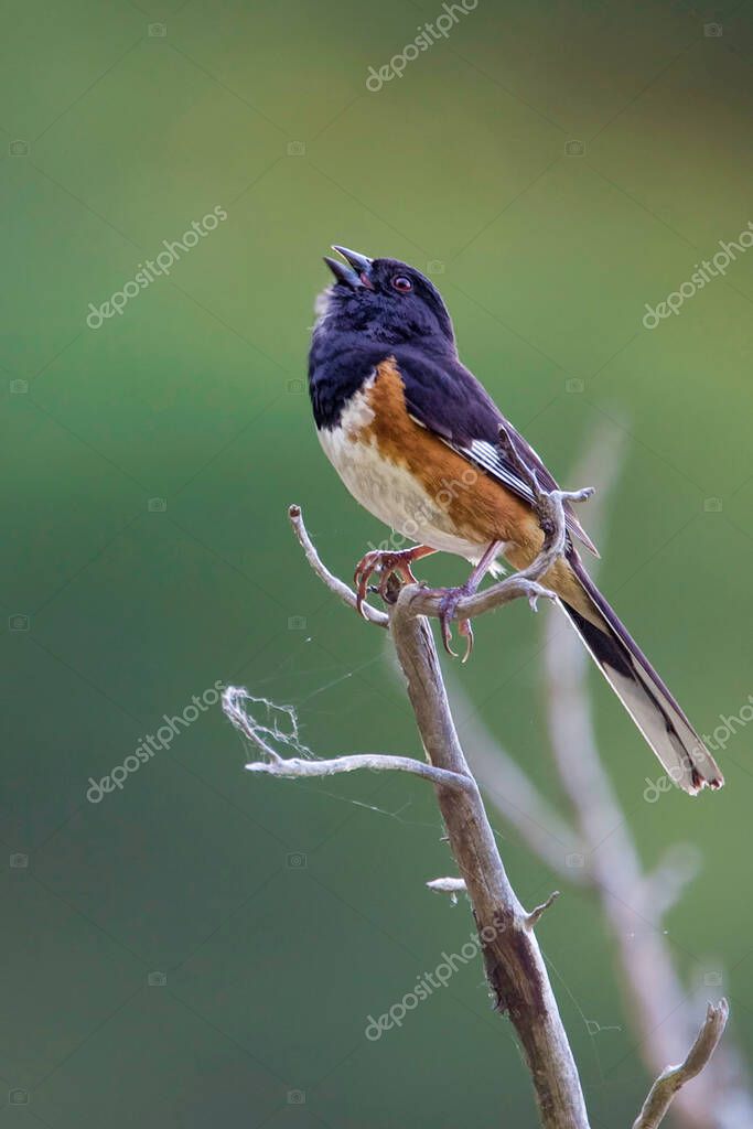 A Vertical of a Eastern Towhee, Pipilo erythrophthalmus, encaramado en ...