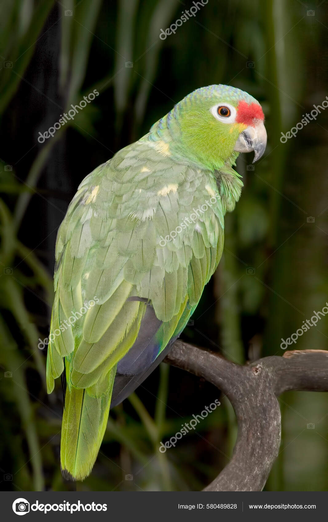 Red Lored Amazon